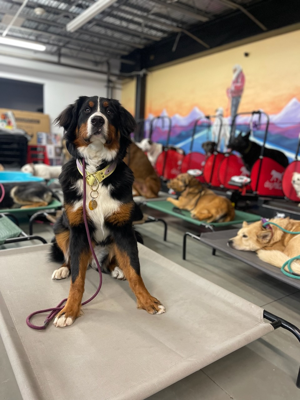 Pack Day Trains – Training With Bria